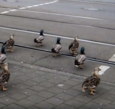 patos de Chile | Pudahuel