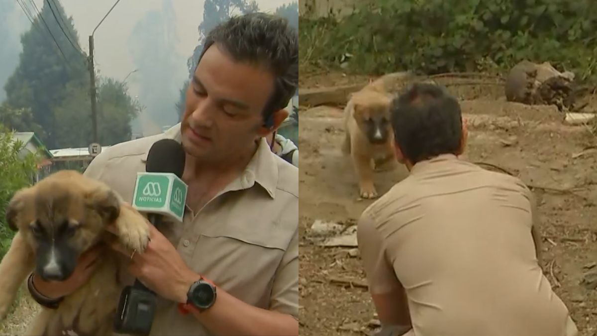 Gonzalo Ramírez sacó aplausos tras rescatar a un perrito de los ...