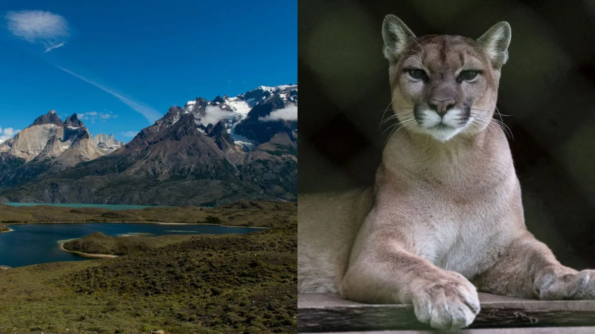 ¡Mientras realizaba trekking! Turista se encontró de frente con un puma ...