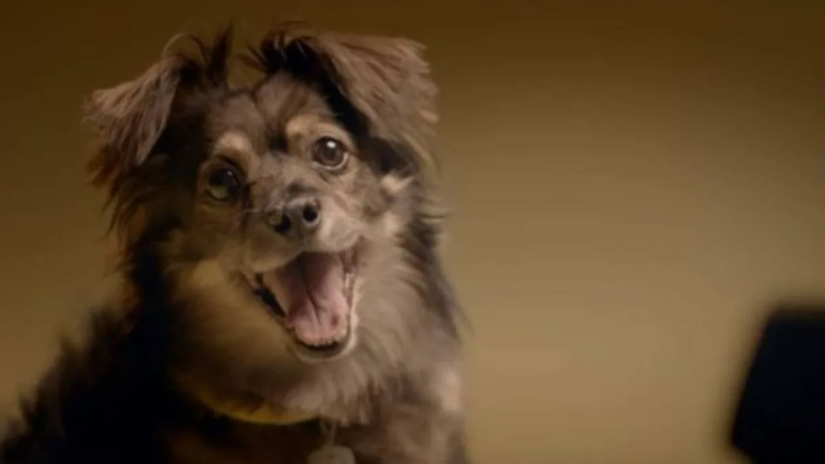 Día del Perro sin Raza: Este es el origen de la palabra "quiltro" en ...